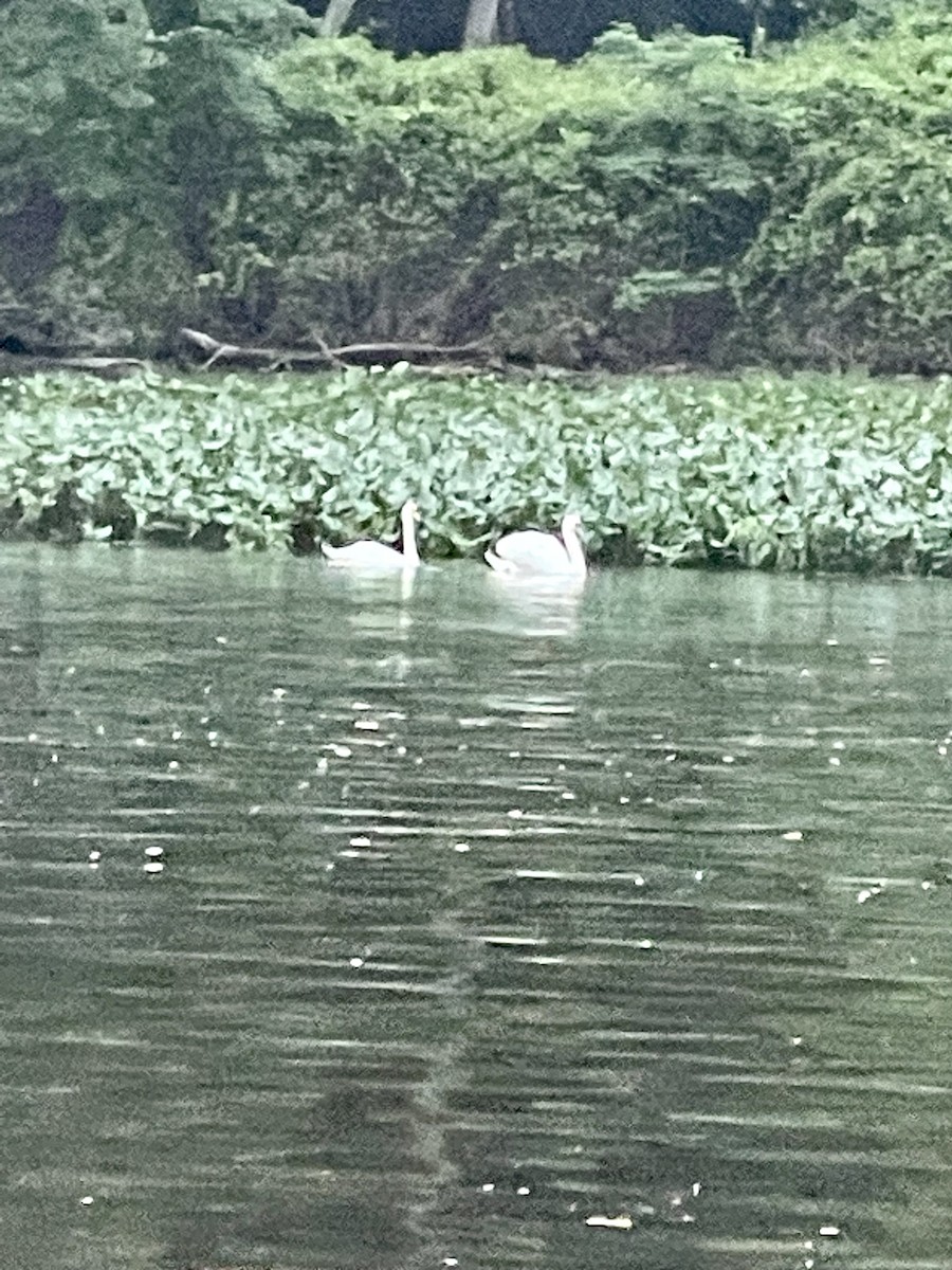 ML594060981 - Mute Swan - Macaulay Library