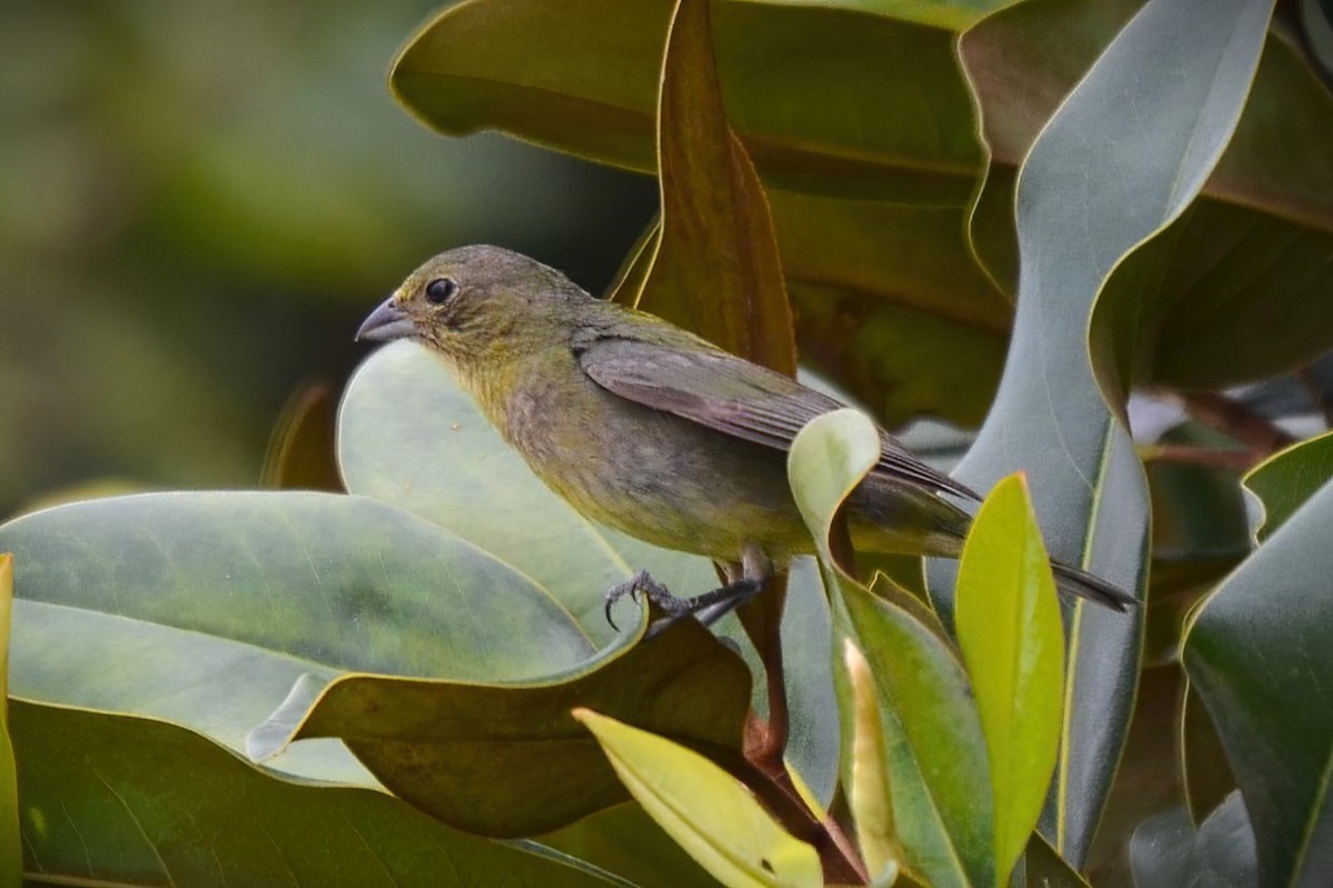 North Carolina Bird Atlas Checklist - 15 Jul 2023 - 1003 Murph's Road ...