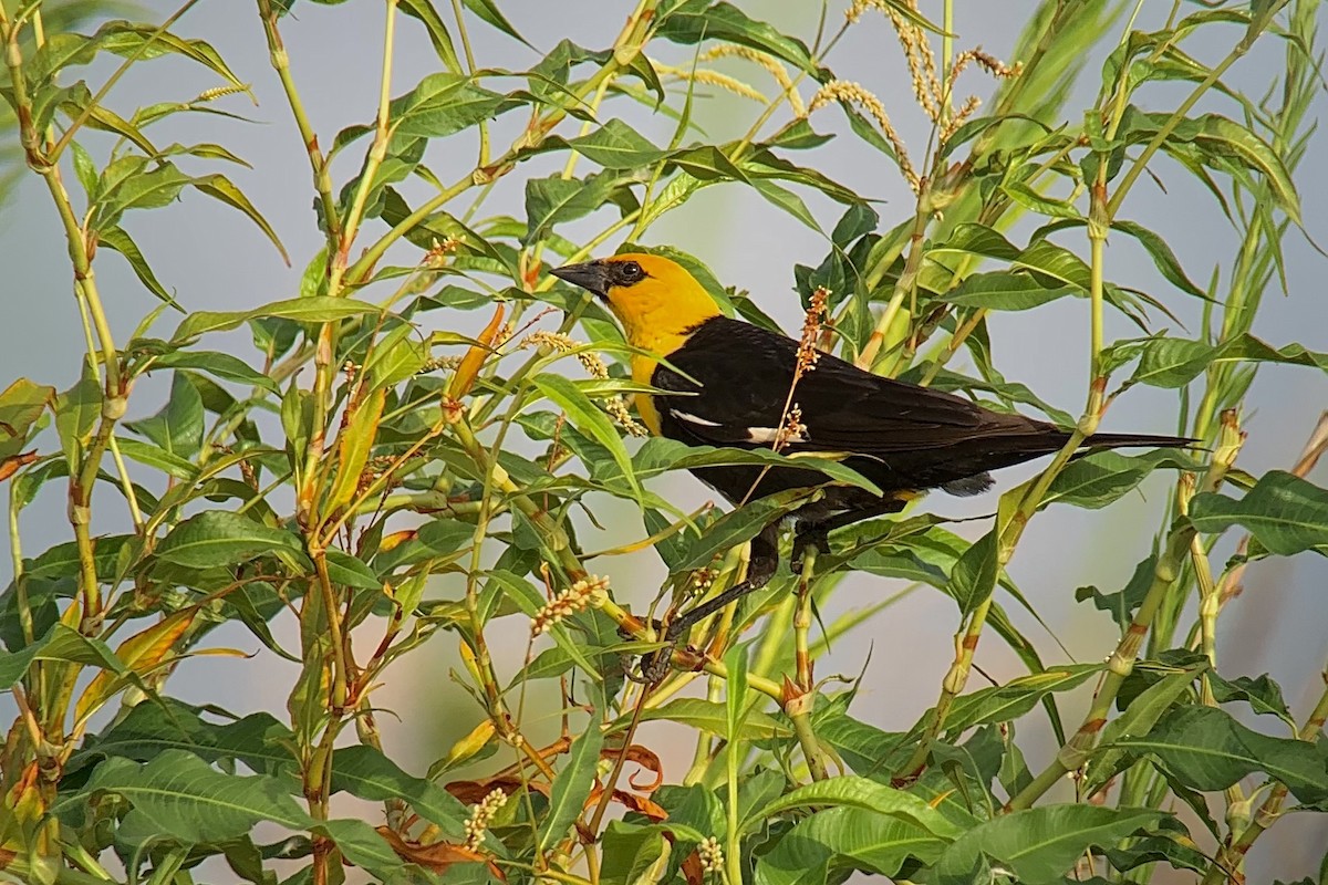 eBird Checklist - 15 Jul 2023 - Lake Travis--Bob Wentz Windy Point Pk ...