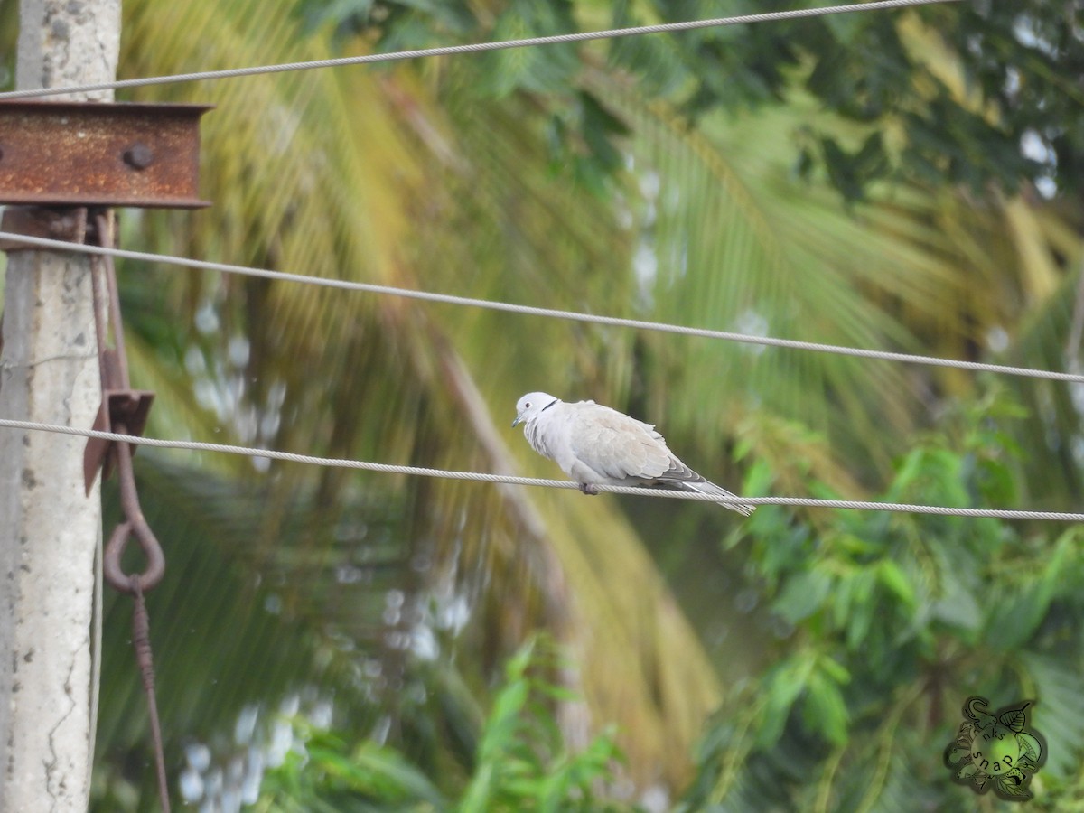 eBird Checklist - 16 Jul 2023 - Pallapalayam Lake - 40 species