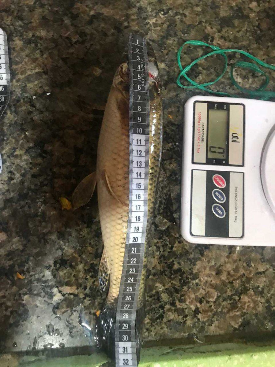 ML594574381 - Fish sp. - Macaulay Library