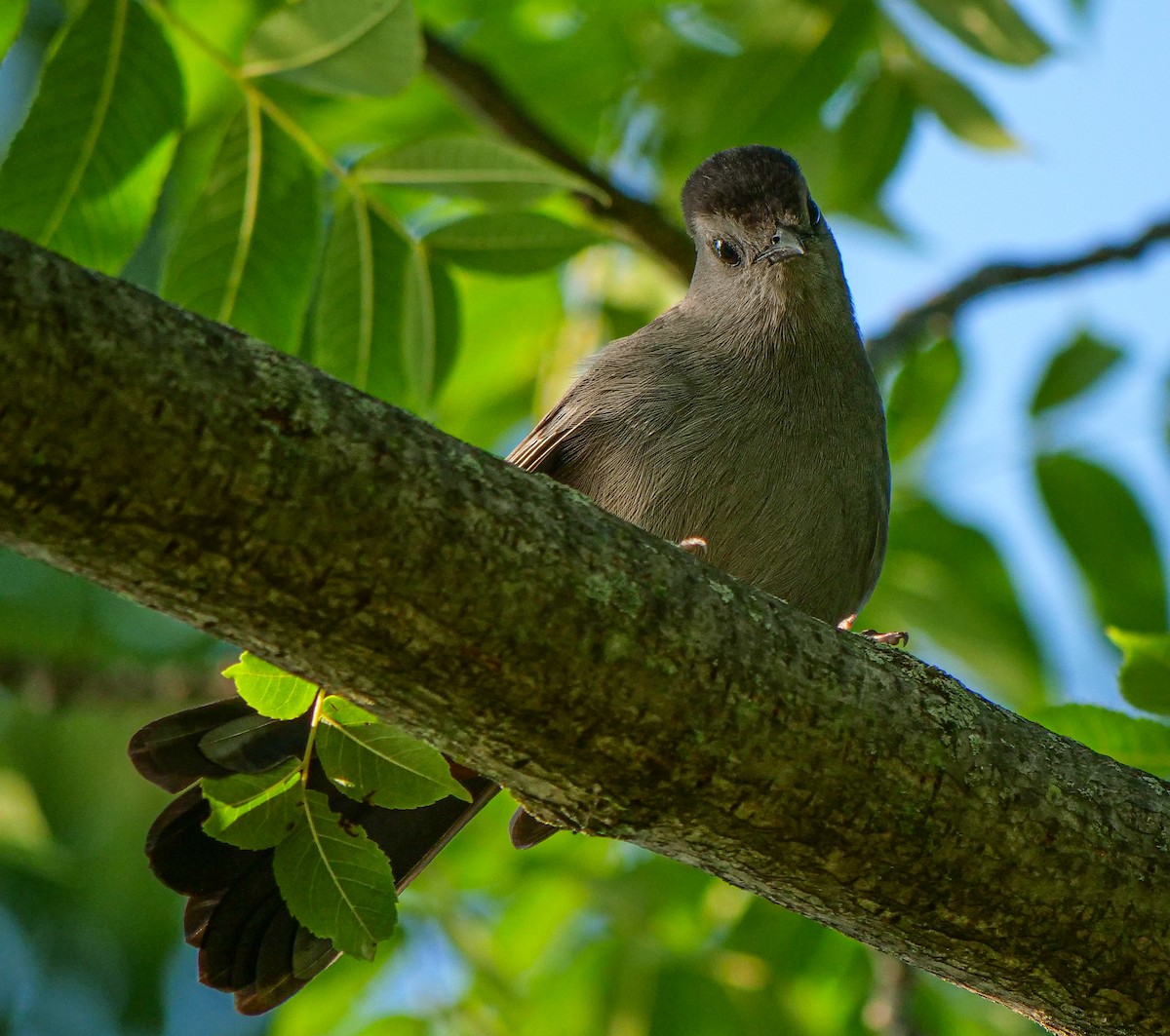 eBird Checklist - 7 Jul 2023 - Howard Watson Trail - 23 species
