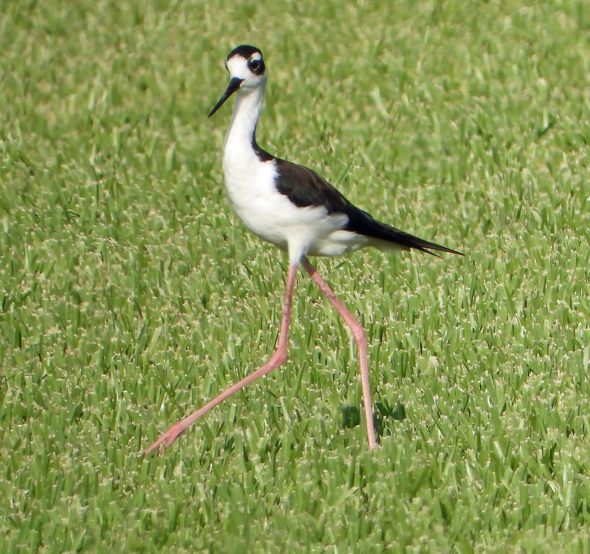 eBird Checklist - 16 Jul 2023 - Hatton Highway Sod Fields - Upland ...