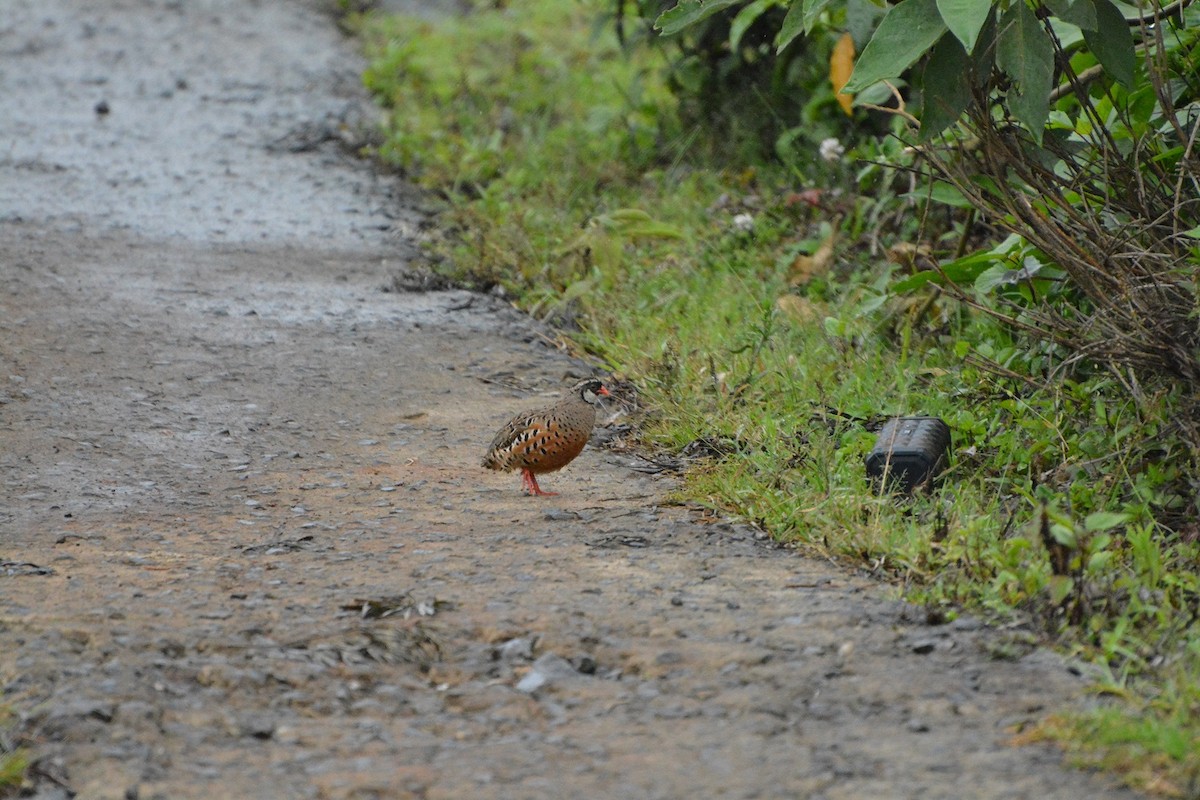 eBird Checklist - 10 Jul 2023 - Eravikulam NP--Rajamala - 11 species