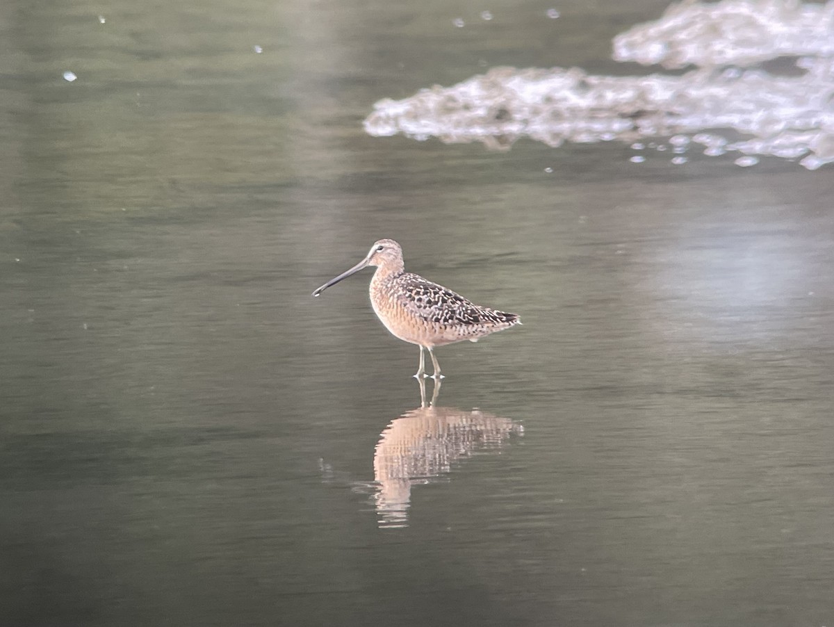 eBird Checklist - 17 Jul 2023 - Kennedy Creek estuary - 11 species (+1 ...