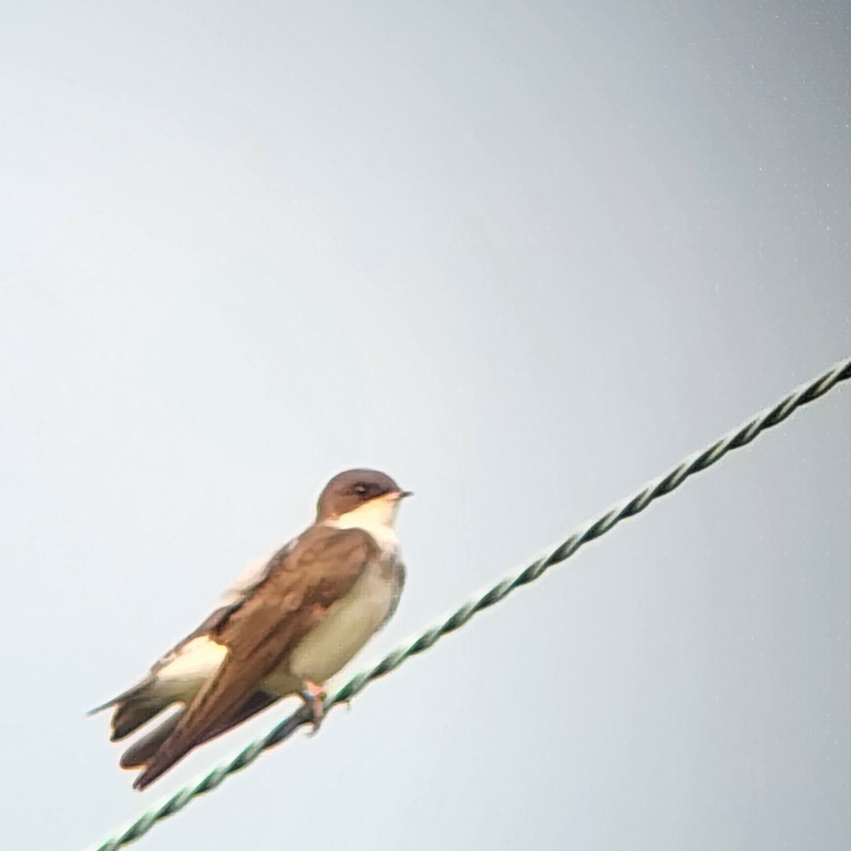 eBird Checklist - 17 Jul 2023 - Hog Island WMA - 70 species (+1 other taxa)