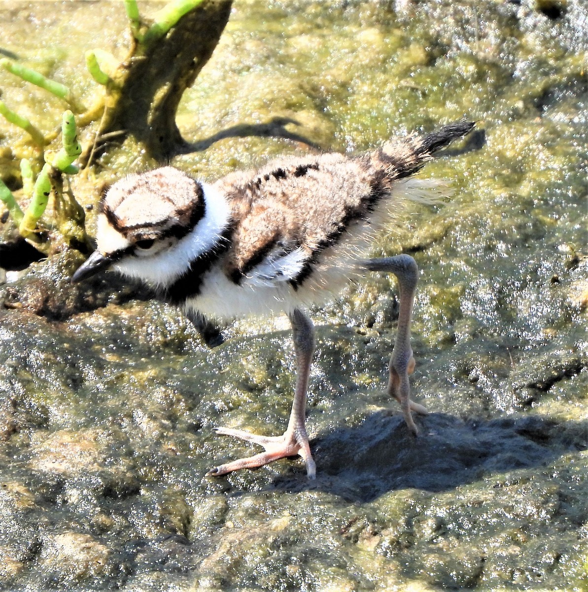 eBird Checklist - 17 Jul 2023 - UCSB North Campus Open Space (formerly ...