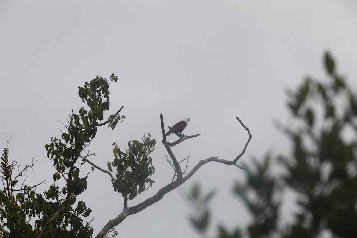 eBird Checklist - 7 Jul 2023 - Tsunami damaged mangroves, Biak - 17 species