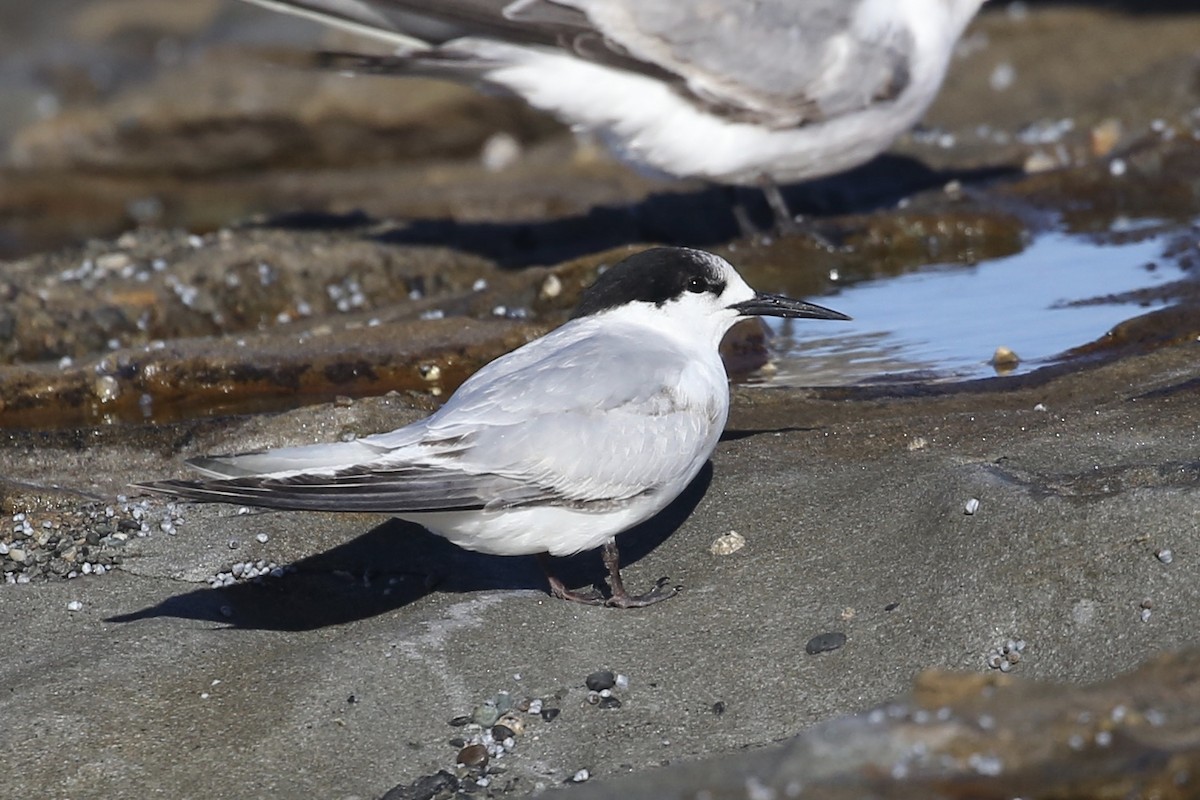 eBird Checklist - 19 Jul 2023 - Newcastle Ocean Baths - 3 species