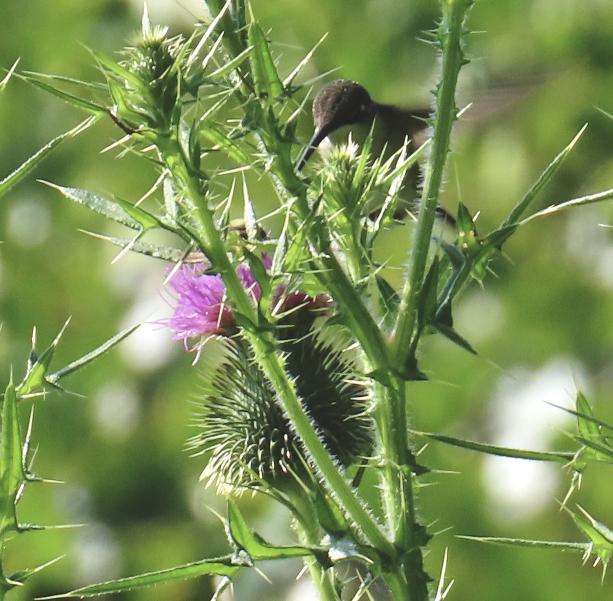 eBird Checklist - 19 Jul 2023 - Akeley Swamp IBA - 58 species