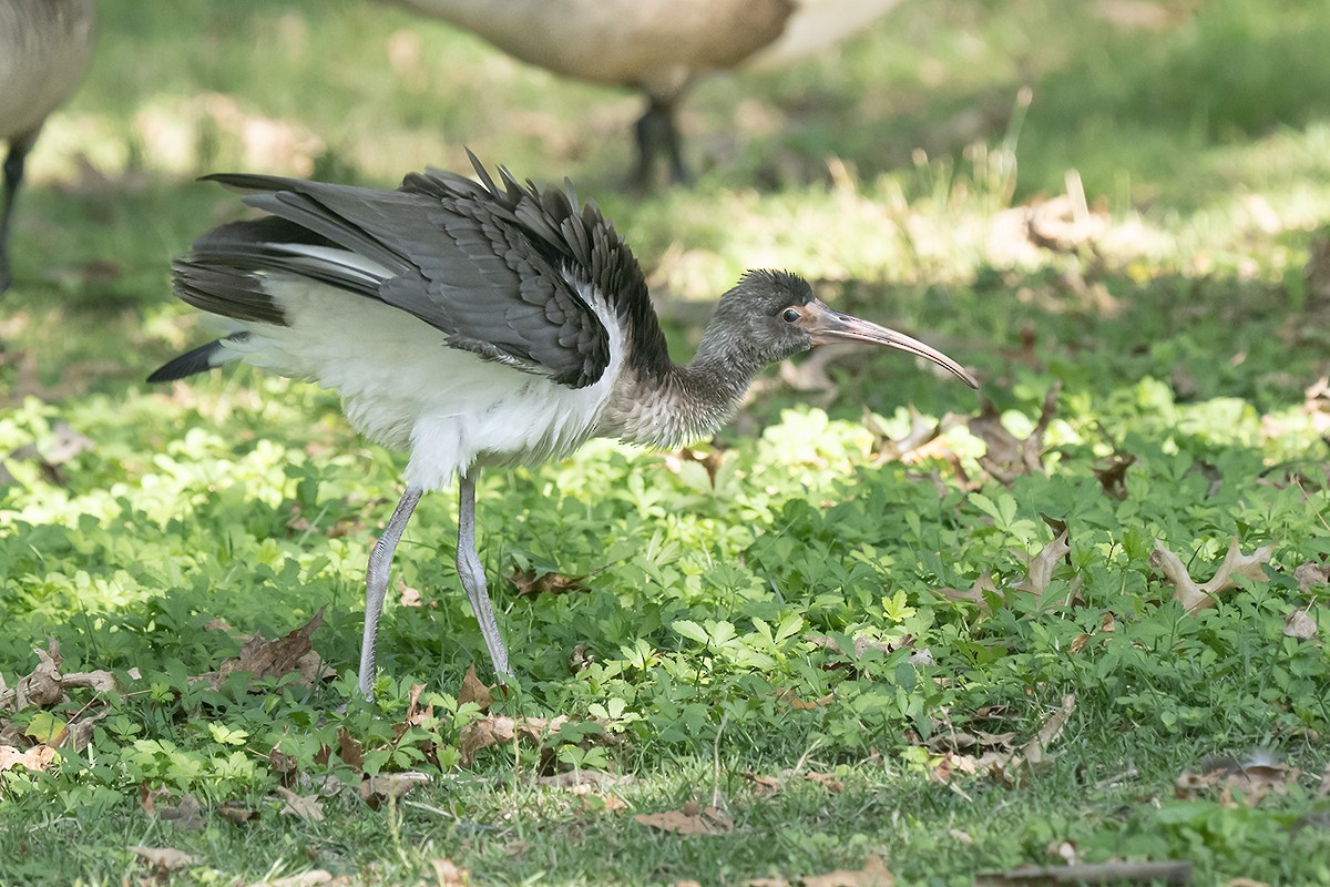 eBird Checklist - 5 Jul 2023 - East Lake Park (incl. Ridley Park Lake ...