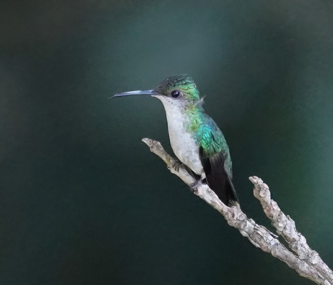 eBird Checklist - 1 Jul 2023 - Cristalino Lodge--Torre 2 e trilha - 67 ...