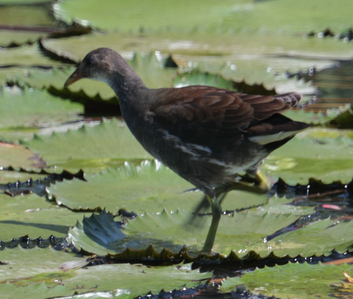 Taiwan Bird Atlas Checklist - 20 Jul 2023 - 台北--樹林環保河濱公園(Taipei--Shulin ...