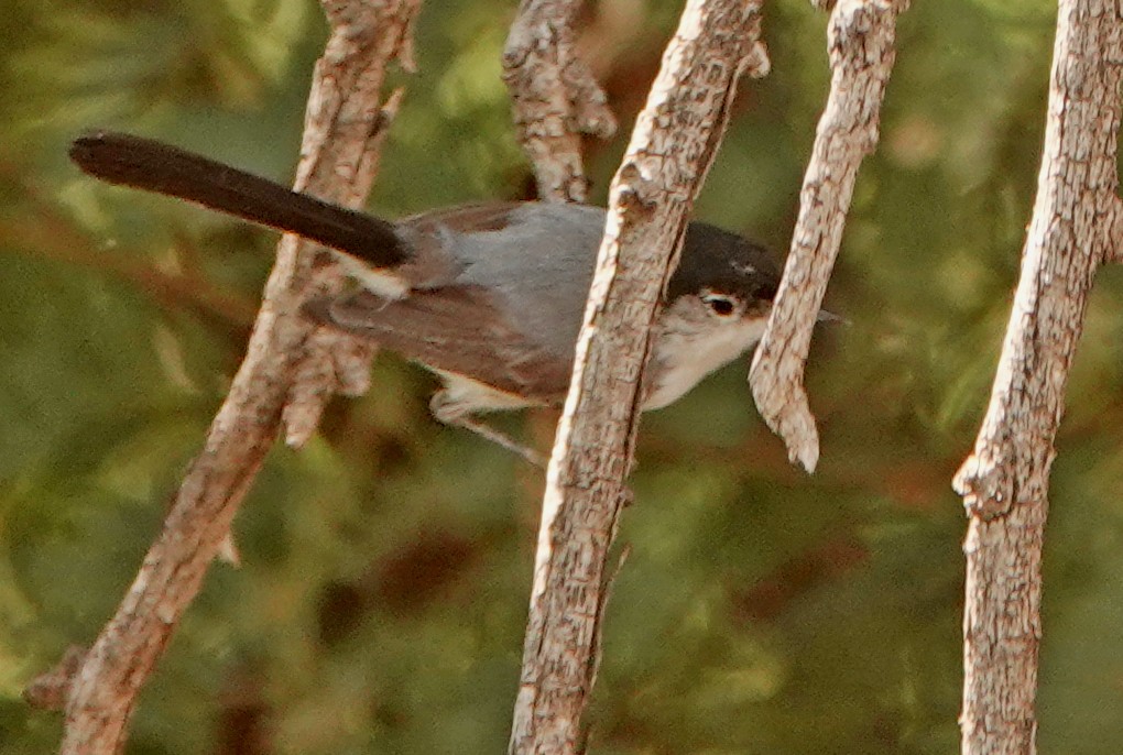 eBird Checklist - 20 Jul 2023 - stakeout Blue-black Grassquit, Cluff ...
