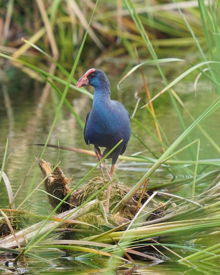 swamphen sp. - eBird