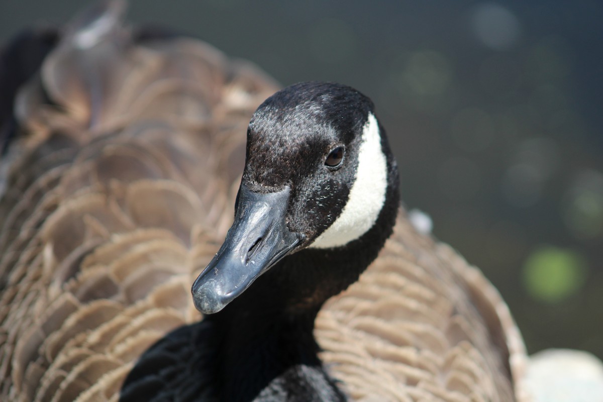 Wisconsin Breeding Bird Atlas Checklist - 28 May 2017 - Bay Beach ...