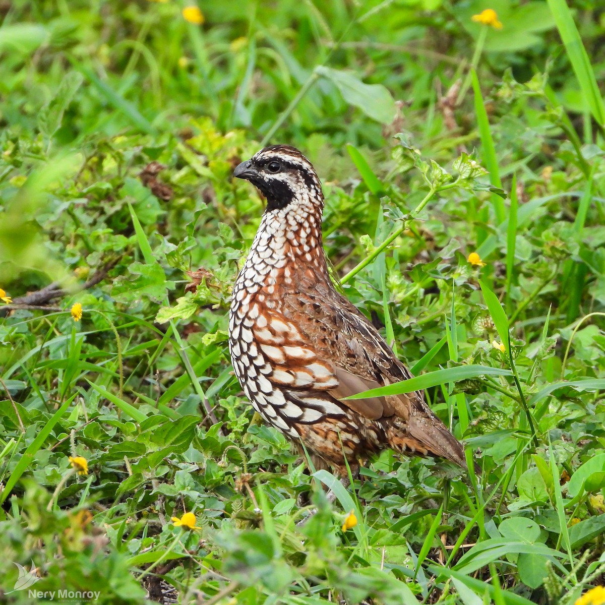 ML596078091 - Black-throated Bobwhite - Macaulay Library