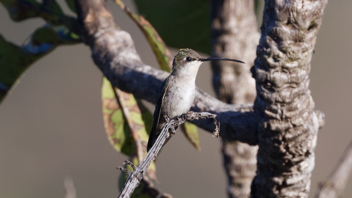 eBird Checklist - 30 Jun 2023 - PN Chapada dos Guimarães--Pousada do ...