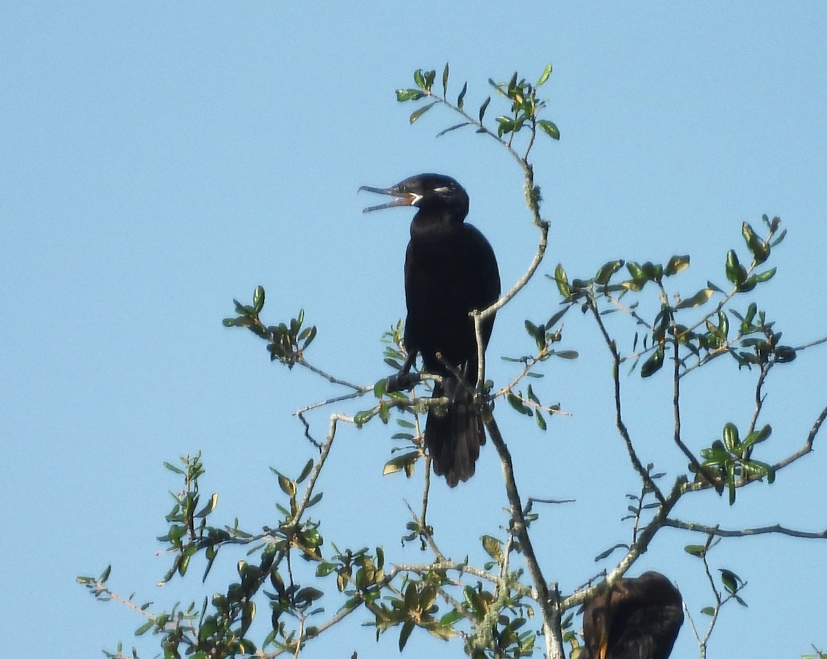 ML596315211 - Neotropic Cormorant - Macaulay Library