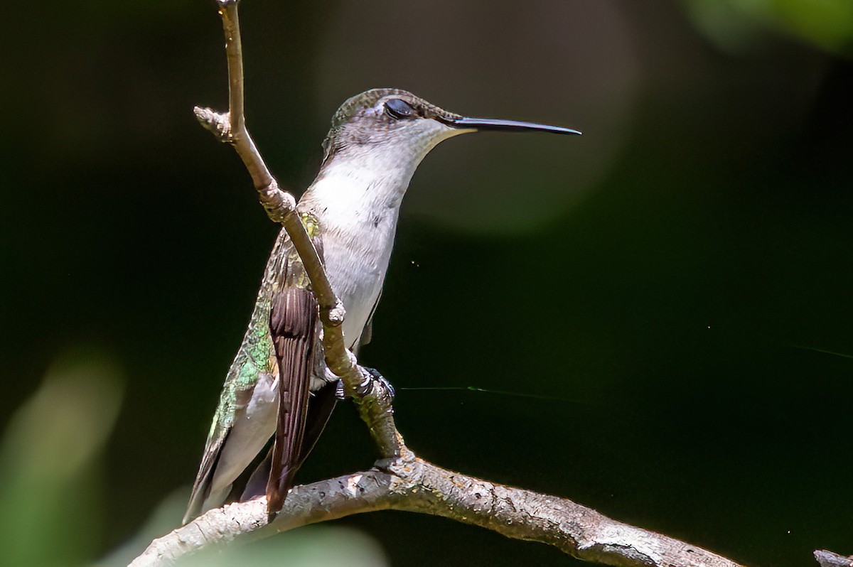 eBird Checklist - 21 Jul 2023 - Stone Mountain Park - 27 species