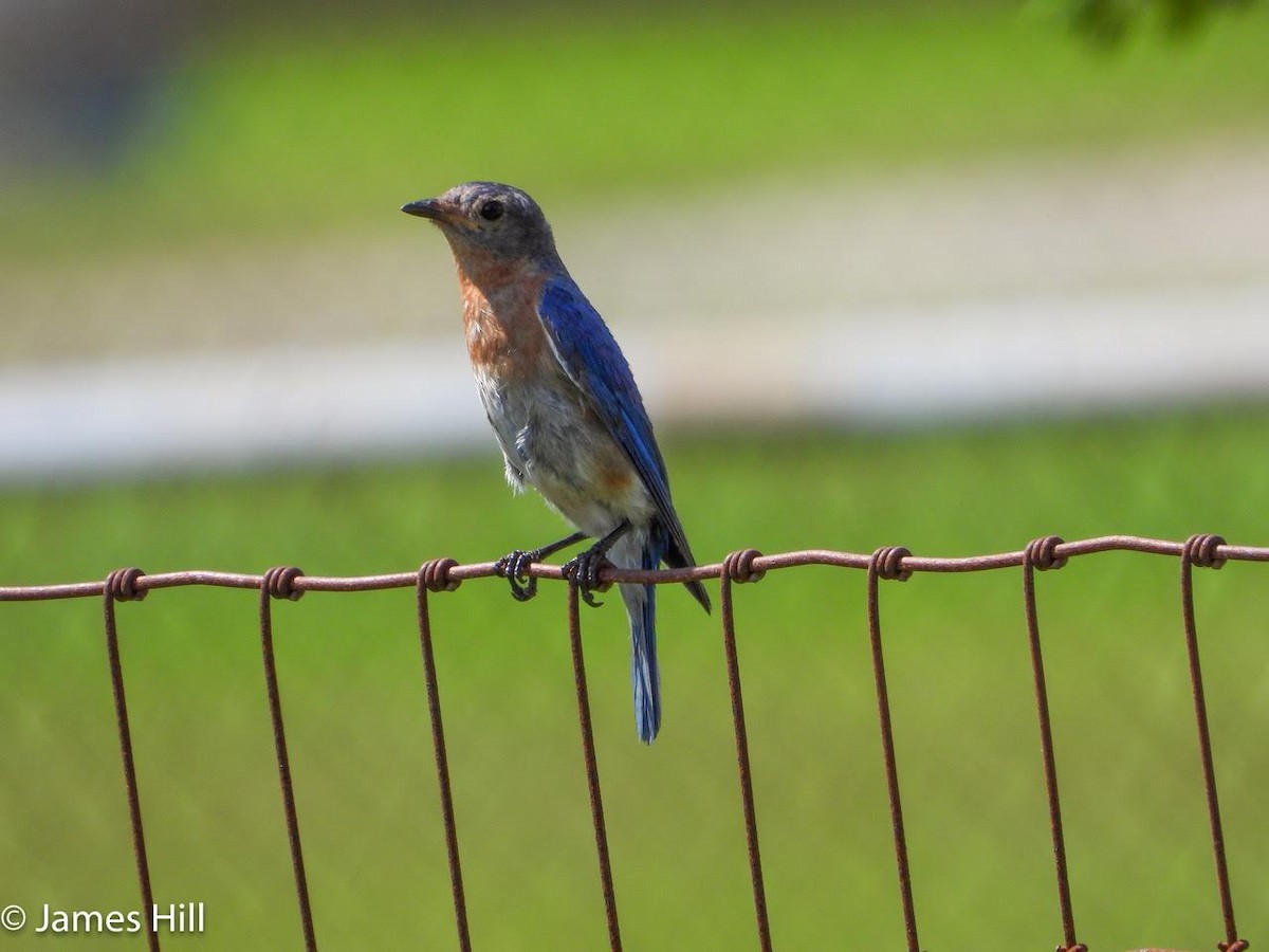 eBird Checklist - 22 Jul 2023 - Eddie Vickers Park - 4 species