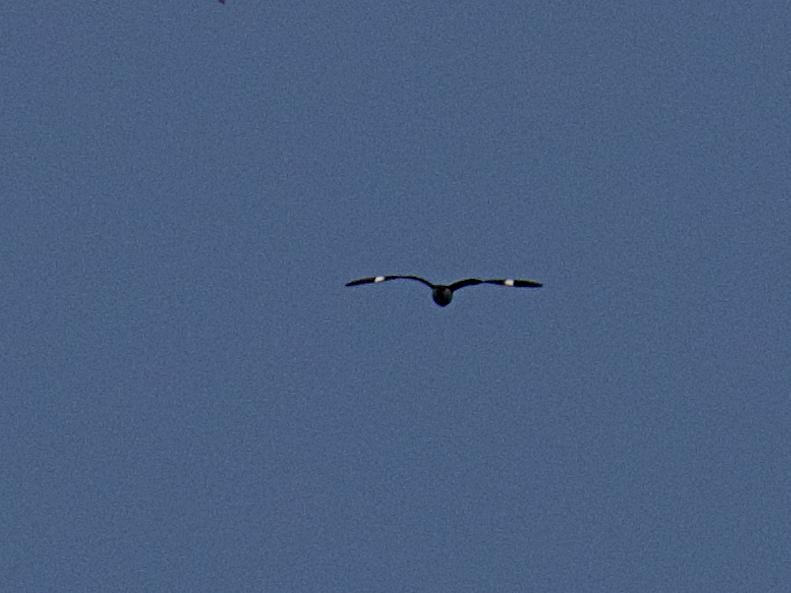 eBird Checklist - 21 Jul 2023 - Bruderheim Natural Areas - 38 species