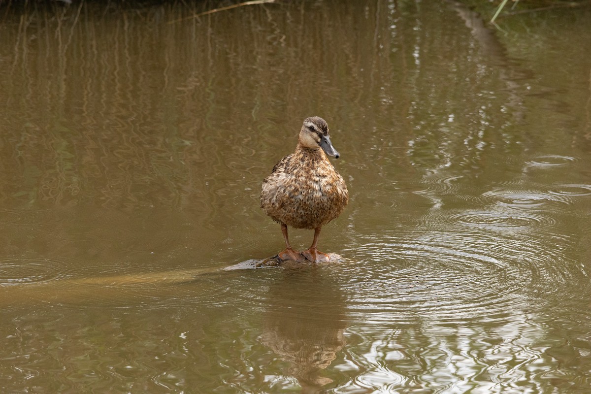 eBird Checklist - 22 Jul 2023 - Prime Hook NWR--Dike Trail (formerly ...