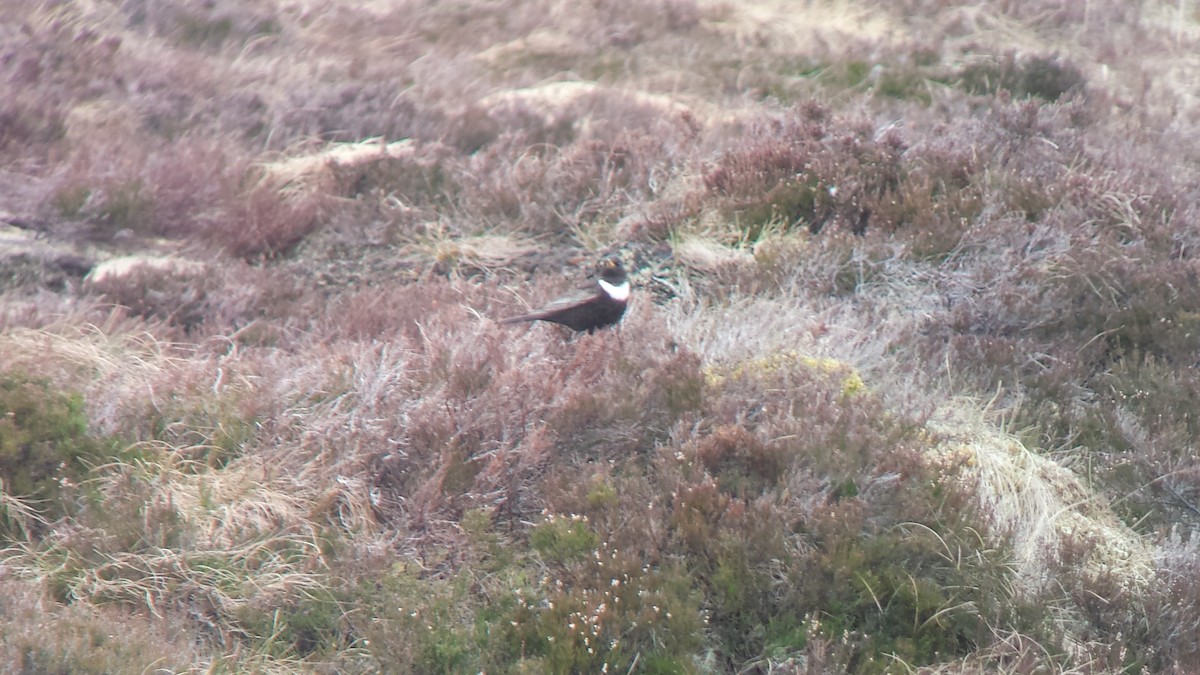 eBird Checklist - 6 May 2016 - Cairngorm Ski Area--Coire Cas Car Park ...