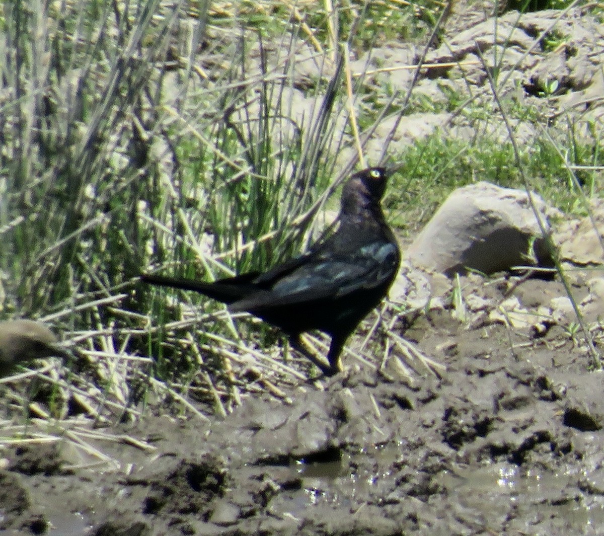 eBird Checklist - 14 Jul 2023 - Shoshone Basin Road -- Magic Hot ...