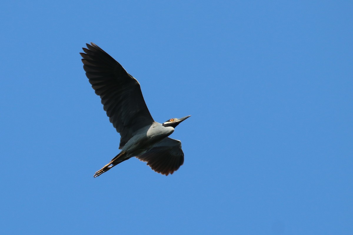 eBird Checklist - 23 Jul 2023 - Robco Lake/Coro Lake - 10 species