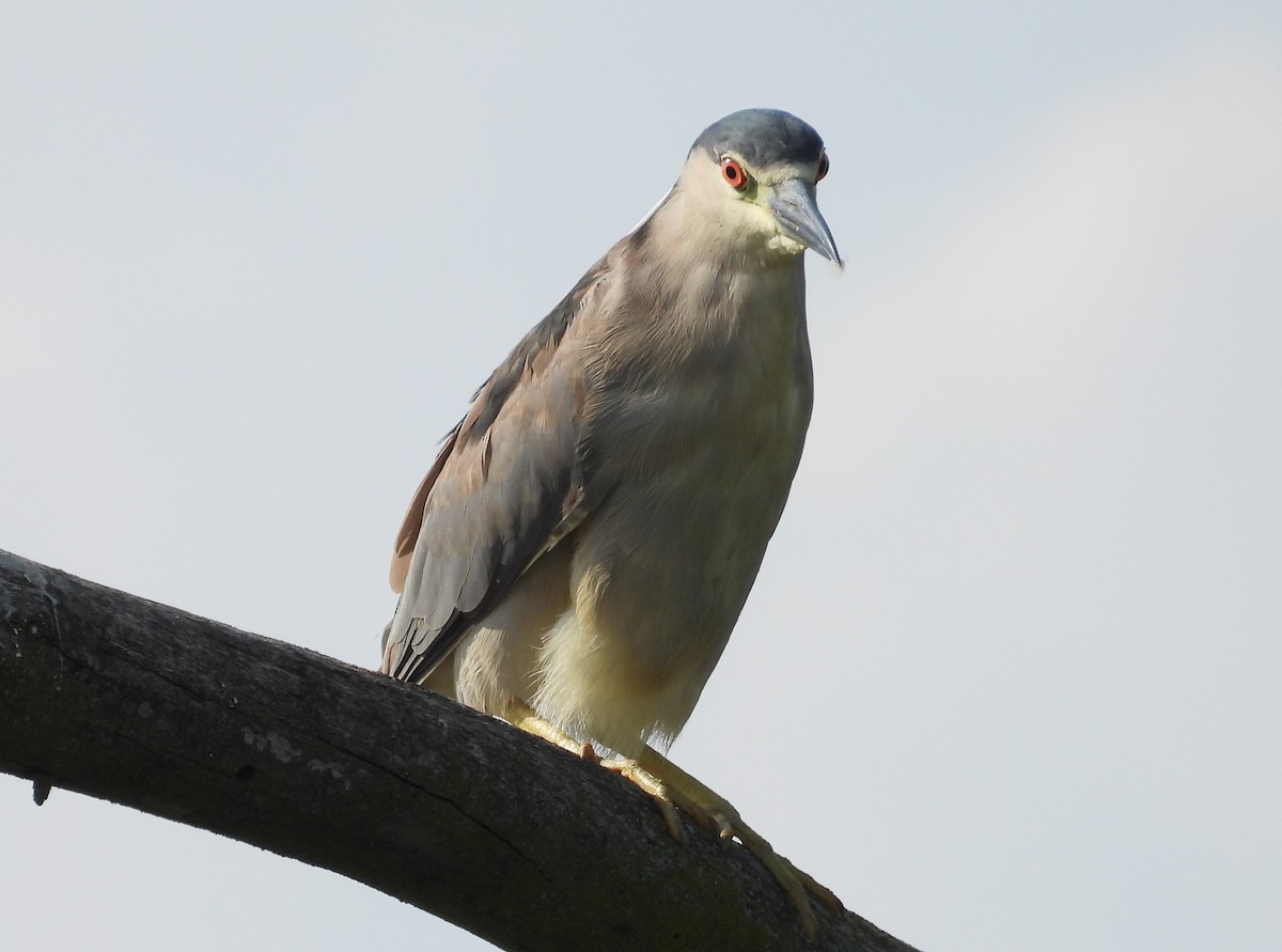 eBird Checklist - 22 Jul 2023 - Ottawa NWR--Wildlife Drive (Lucas Co ...