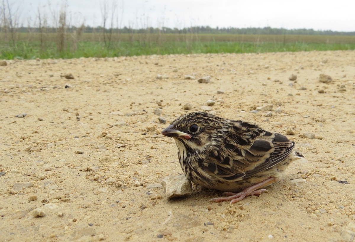 ML59703351 - Vesper Sparrow - Macaulay Library