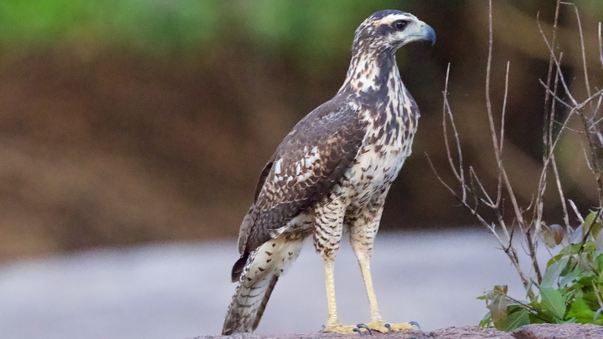 eBird Checklist - 3 Jul 2023 - Rio Cristalino--entre o r. Teles Pires e ...