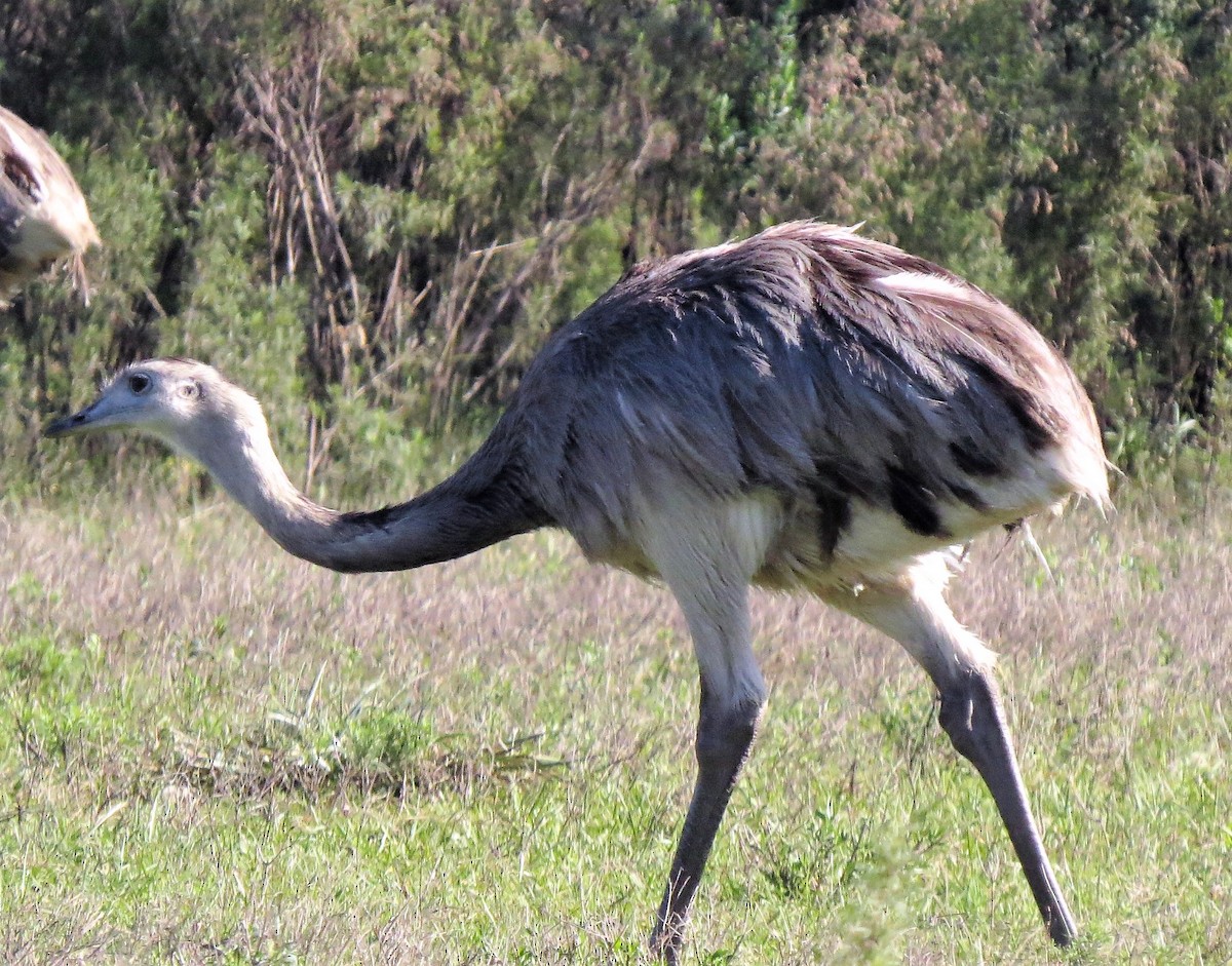ML597170291 - Greater Rhea - Macaulay Library