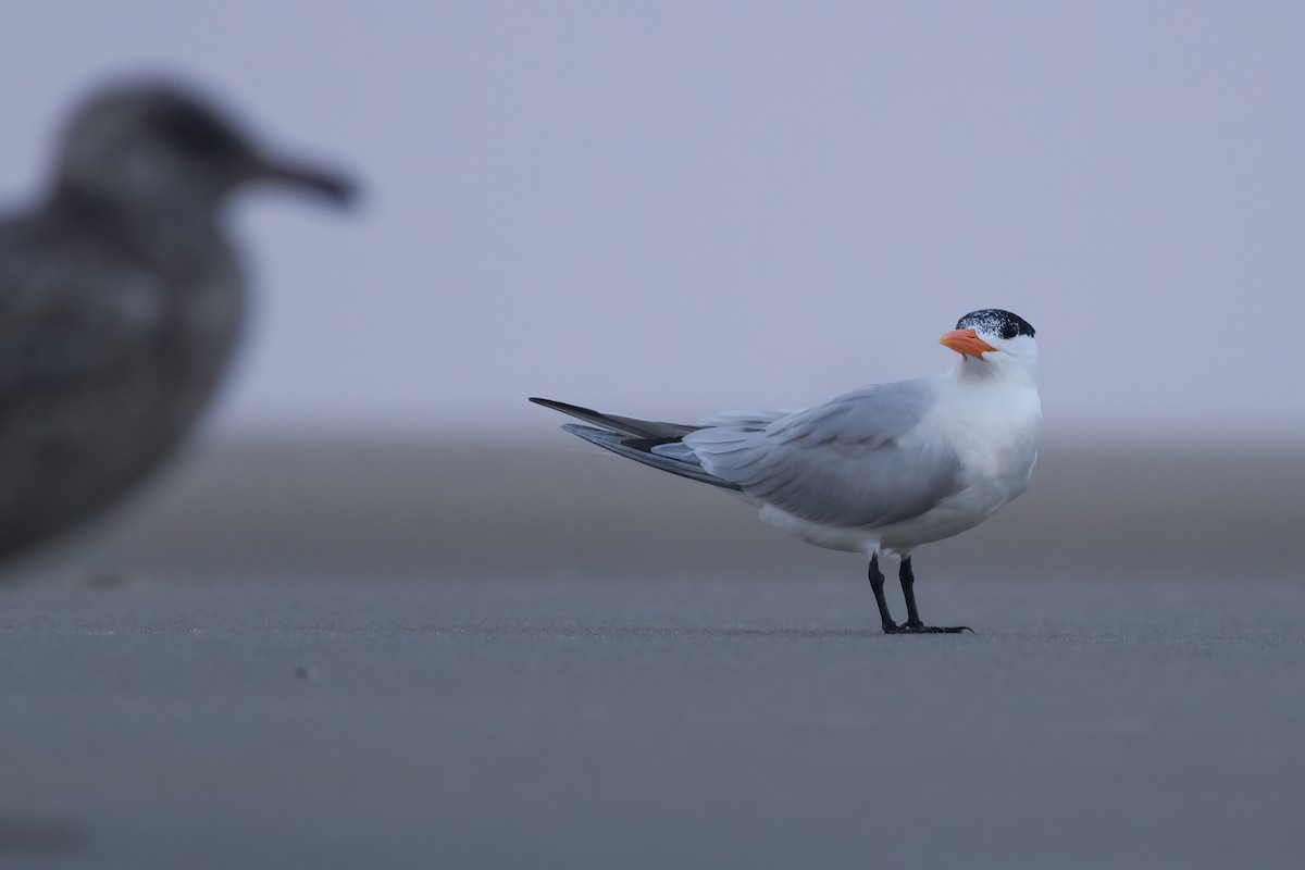 ML597201251 - Royal Tern - Macaulay Library