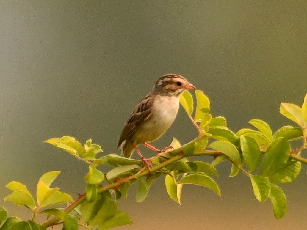 eBird Checklist - 24 Jul 2023 - Bohn Farms Habitat Restoration Area ...