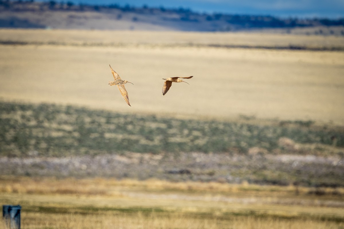 eBird Checklist - 23 Apr 2022 - Malheur NWR (general) - 23 species