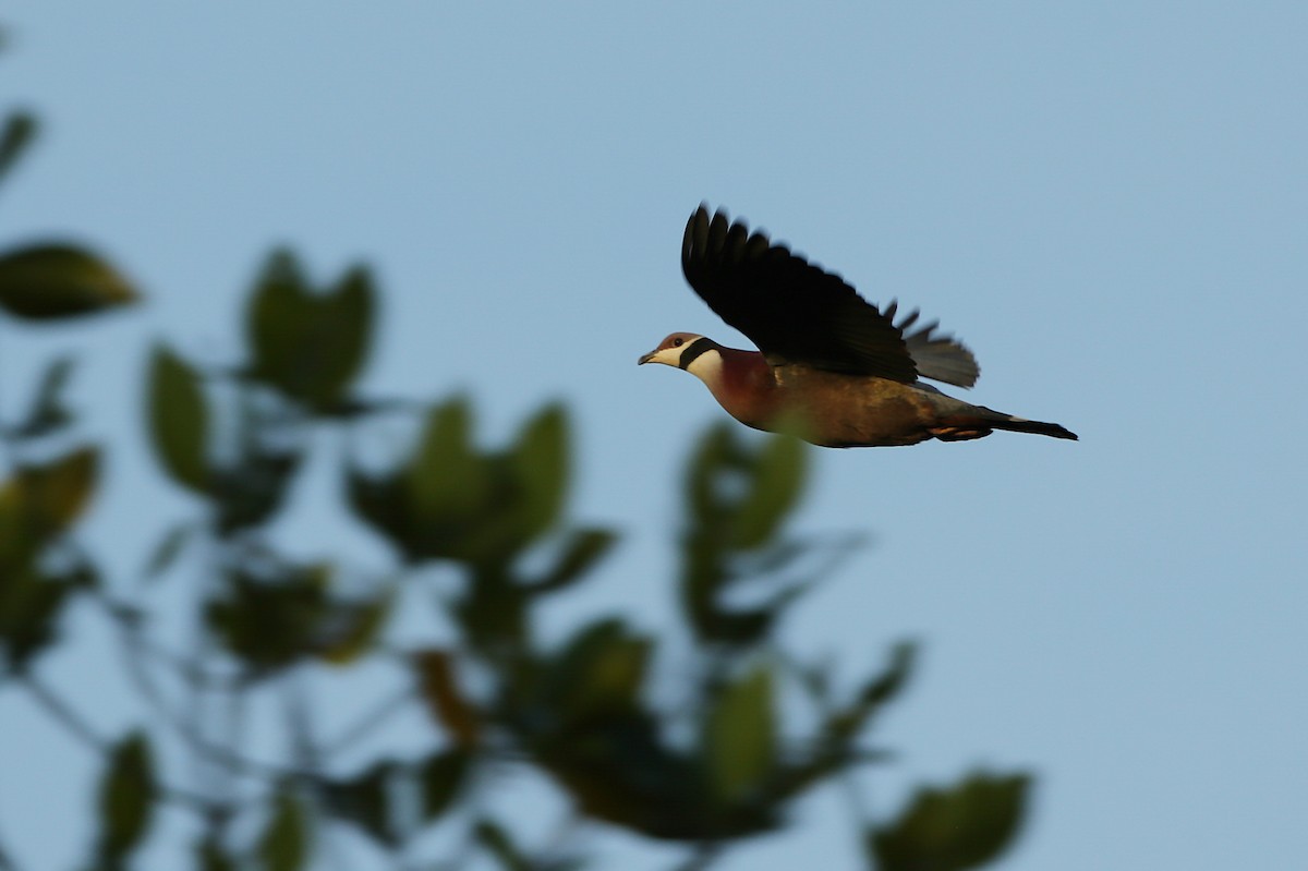 ML597638291 - Collared Imperial-Pigeon - Macaulay Library