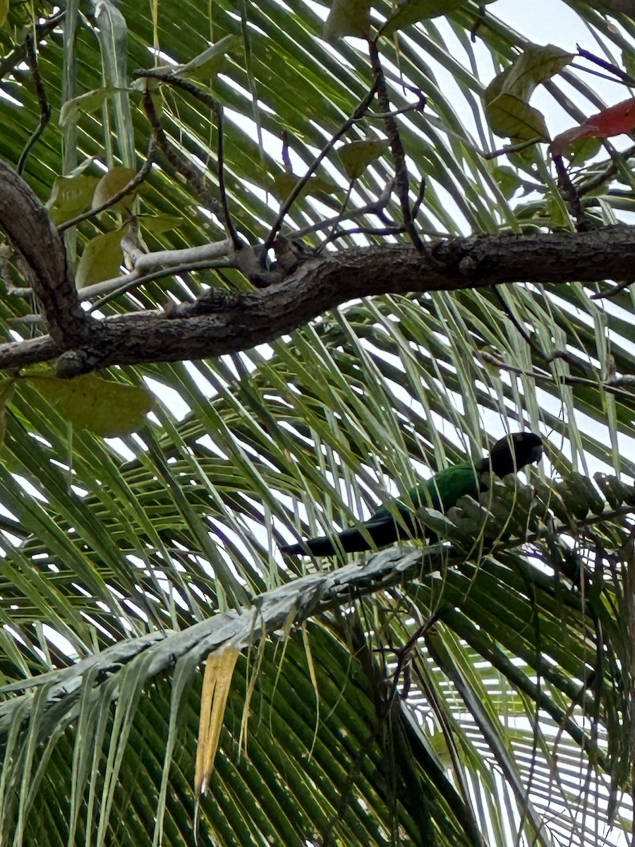 ML597801071 - Red Shining-Parrot - Macaulay Library