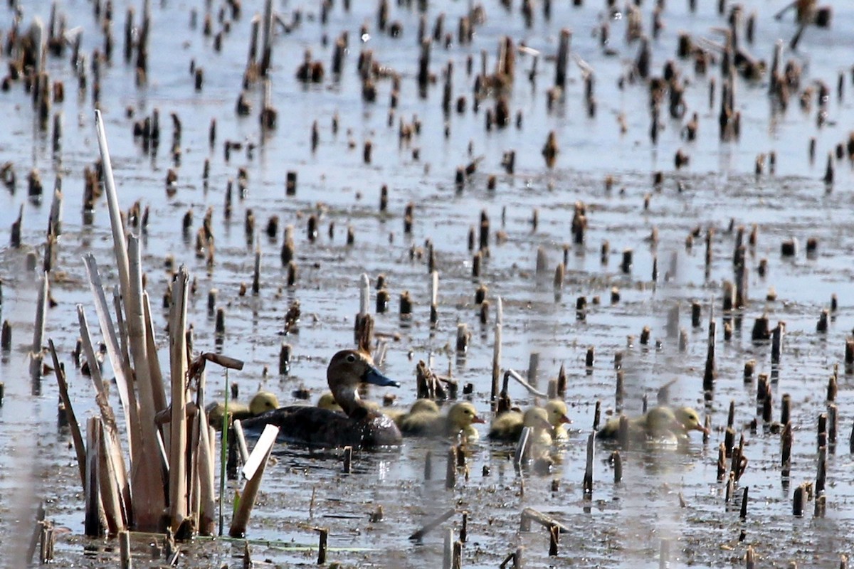 Wisconsin Breeding Bird Atlas Checklist - 28 May 2017 - Horicon NWR ...