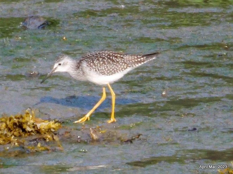 eBird Checklist - 28 Jul 2023 - Kitimat--Minette Bay West Park - 11 species