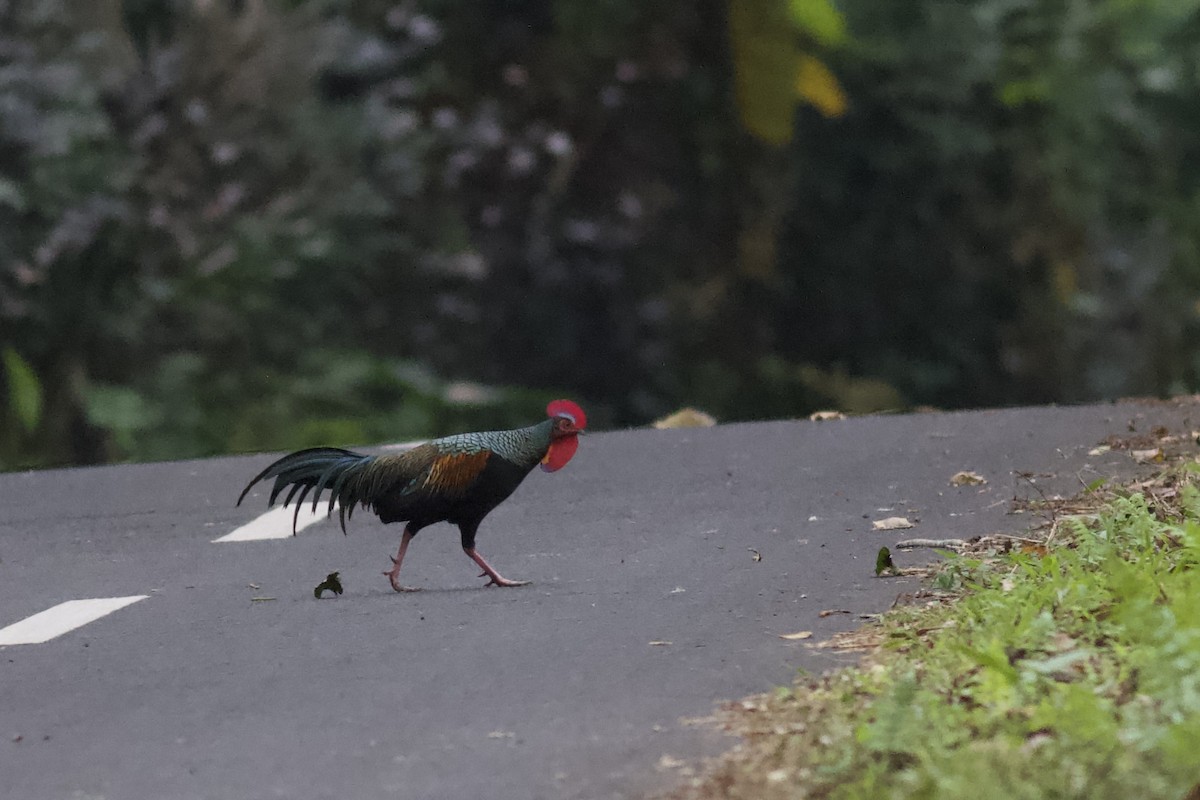 eBird Checklist - 27 May 2023 - Pura Batu Karu - 18 species