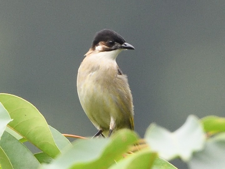 ML598391991 - Light-vented Bulbul (hainanus) - Macaulay Library