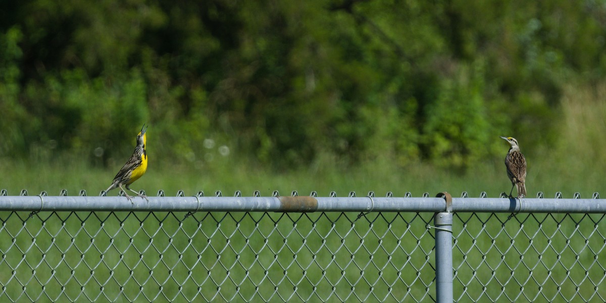 Maryland-DC Breeding Bird Atlas Checklist - 25 Jun 2023 - Cecil Sports ...