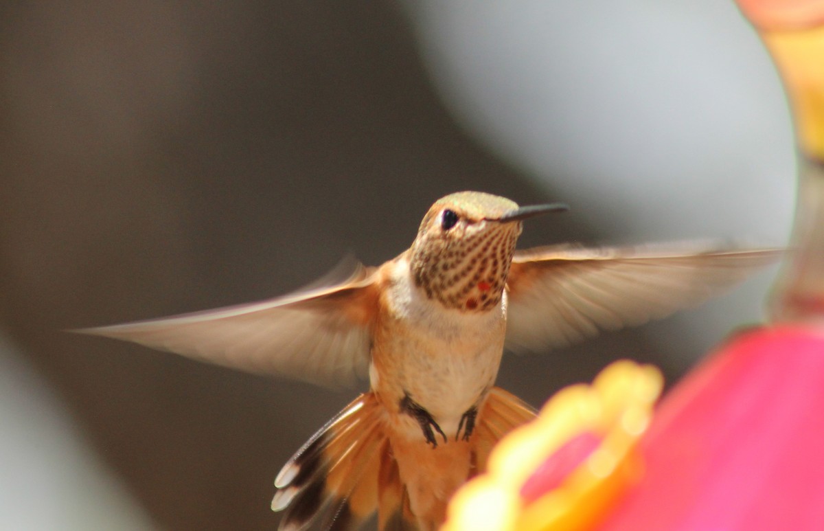 eBird Checklist - 29 Jul 2023 - Pinal Mountains--Pinal Peak above 7000 ...