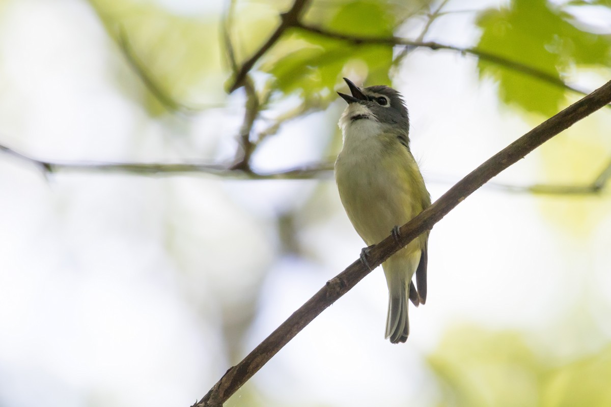 Virginia Breeding Bird Atlas Checklist - 30 May 2017 - Blue Ridge ...