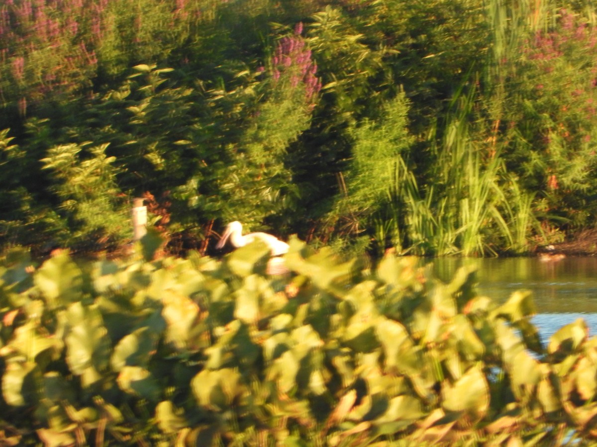 eBird Checklist - 30 Jul 2023 - John Heinz NWR--impoundment (Philadelphia Co.) - 5 species