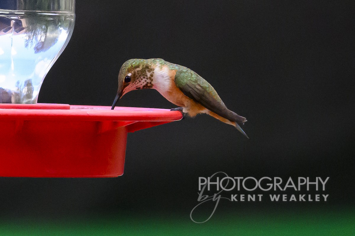 eBird Checklist - 24 Jul 2023 - Battiste's Bird Garden - 25 species