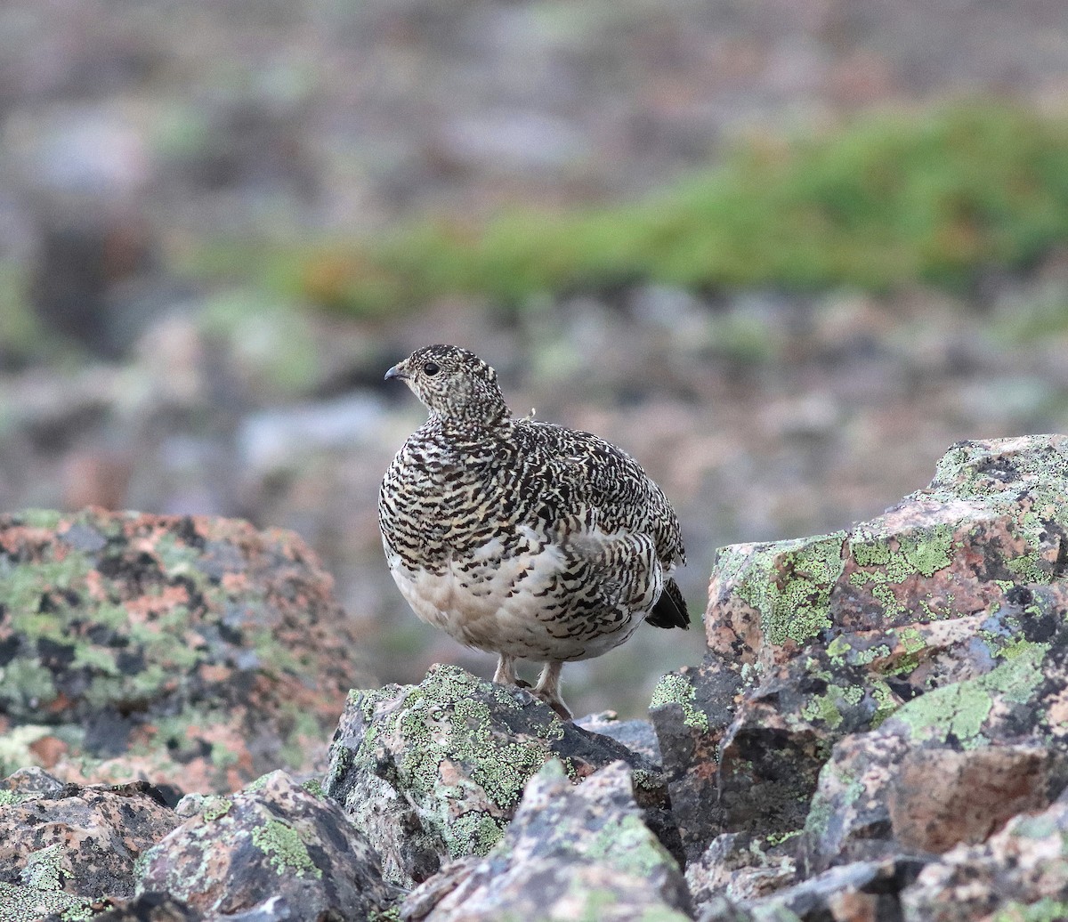 eBird Checklist - 29 Jul 2023 - NL--Mount Seemore--summit (restricted ...