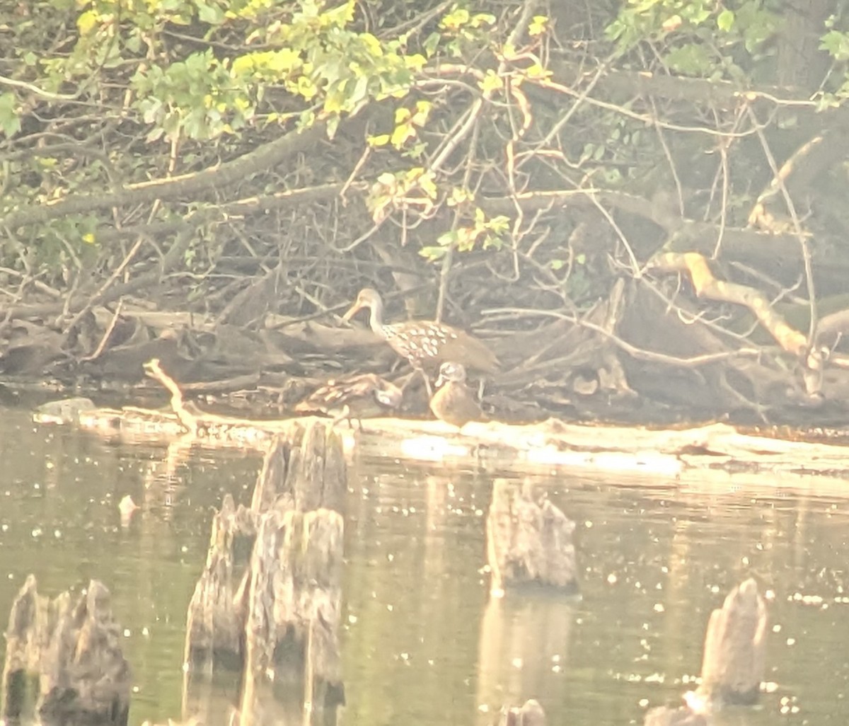 eBird Checklist - 1 Aug 2023 - Middle Creek WMA (IBA) (Lancaster Co ...
